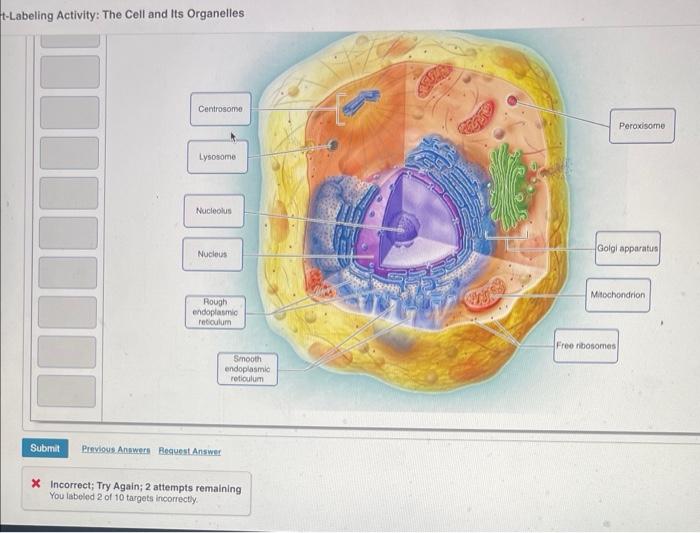 Solved t-Labeling Activity: The Cell and Its Organelles | Chegg.com