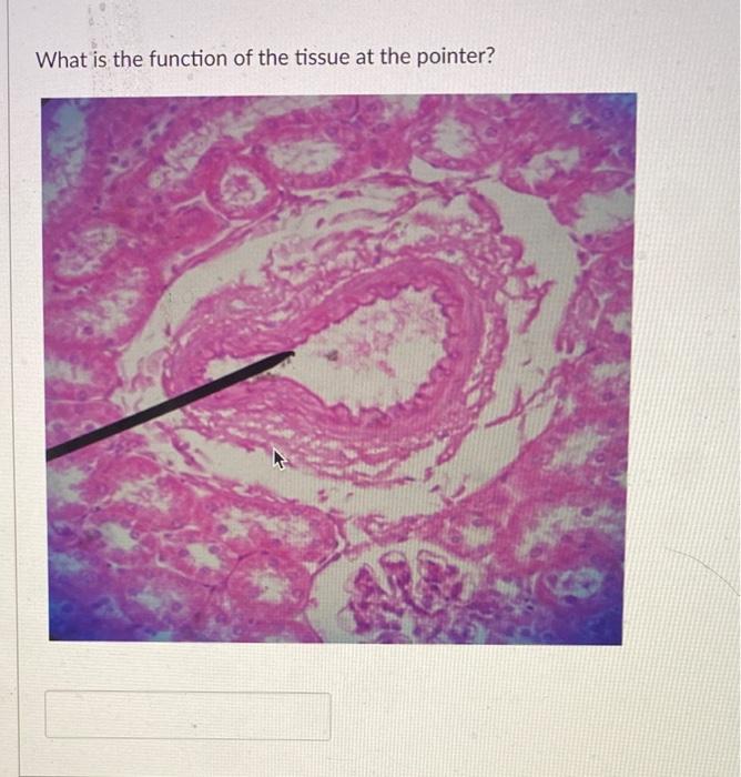 Solved What is the function of the tissue at the pointer? | Chegg.com
