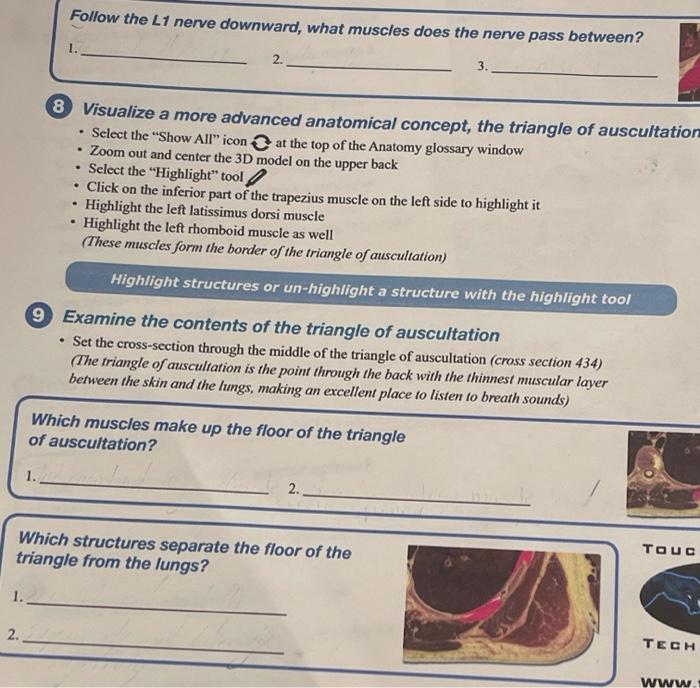 Solved Follow the L1 nerve downward, what muscles does the | Chegg.com
