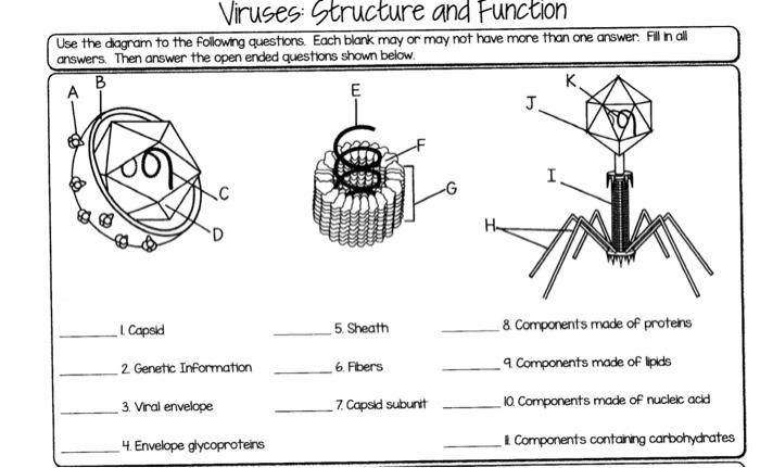 Solved Viruses: Structure and Function Use the diagram to | Chegg.com