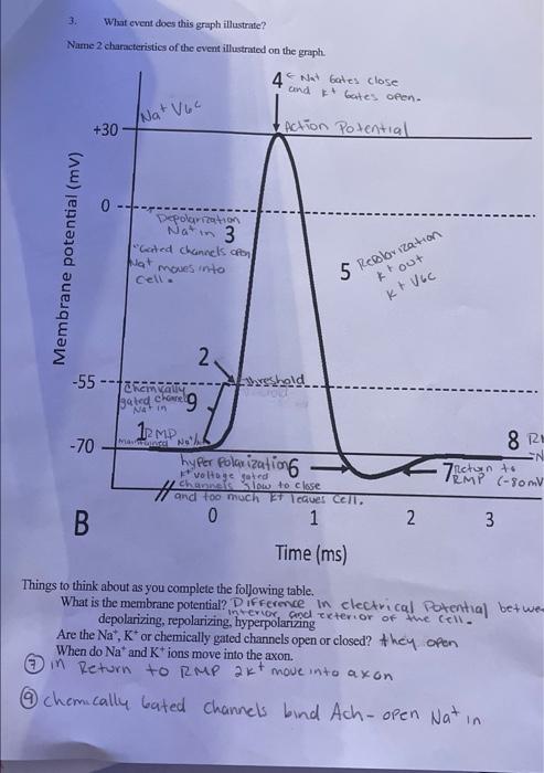 Solved 2404. Use the numbers on the action potential graph | Chegg.com