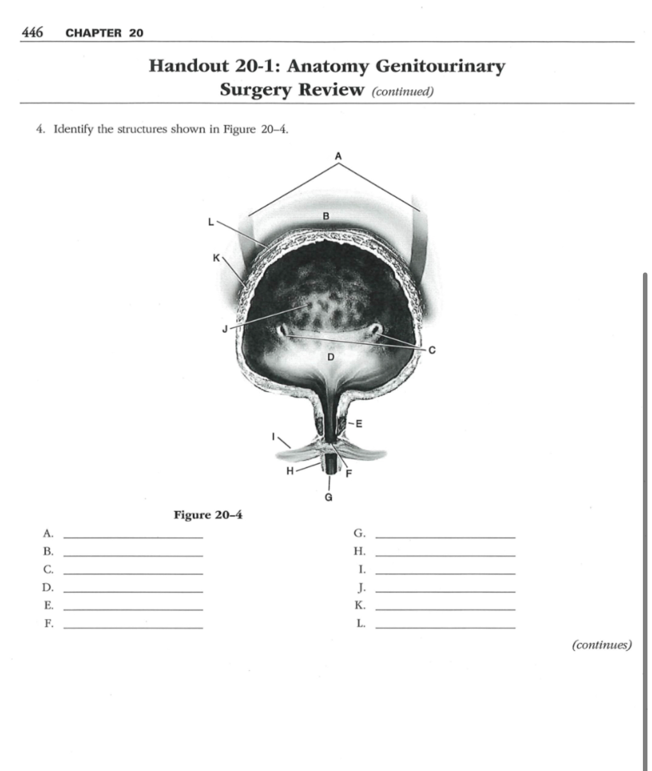 Solved 446CHAPTER 20Handout 20-1: Anatomy Genitourinary | Chegg.com