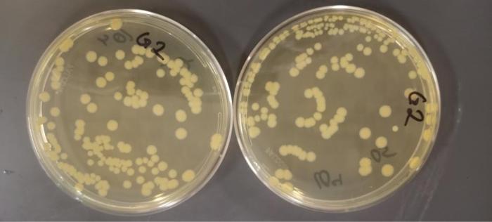 Question 6-2: Determine your log reduction and show | Chegg.com