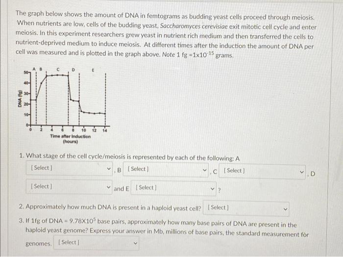 Solved The graph below shows the amount of DNA in femtograms | Chegg.com