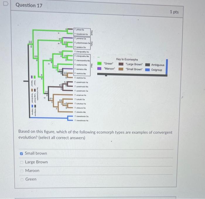 Solved Based on this figure, which of the following ecomorph | Chegg.com