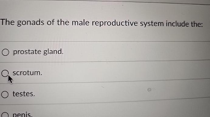 The gonads of the male reproductive system include | Chegg.com