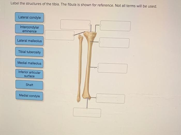 Solved Label the structures of the tibia. The fibula is | Chegg.com