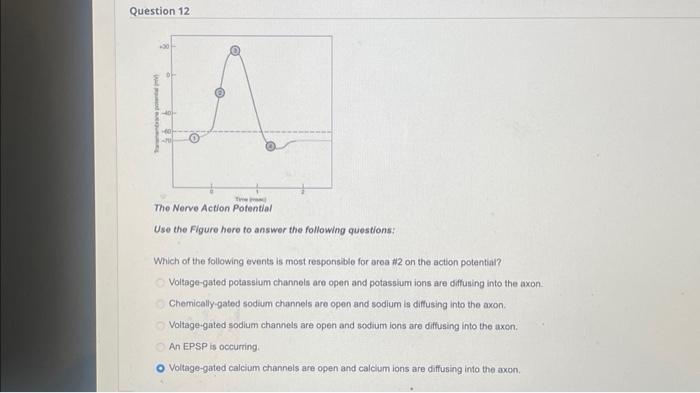 Solved Question 12 The Nerve Action Potential Use the Flgure | Chegg.com