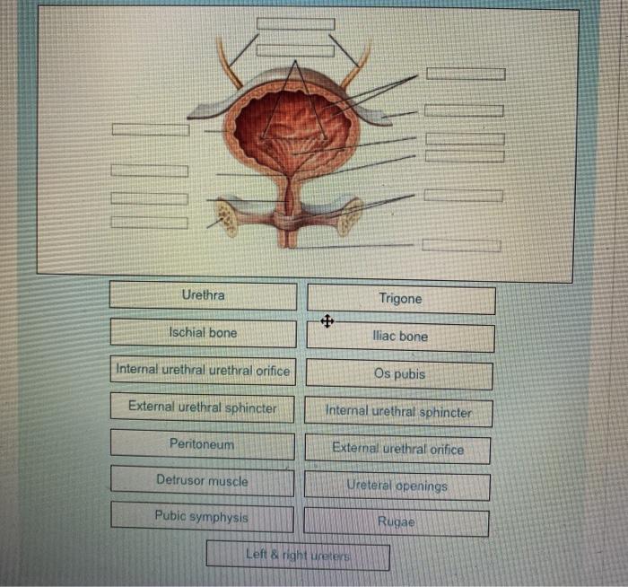 Solved TINO Urethra Trigone # Ischial bone Iliac bone | Chegg.com