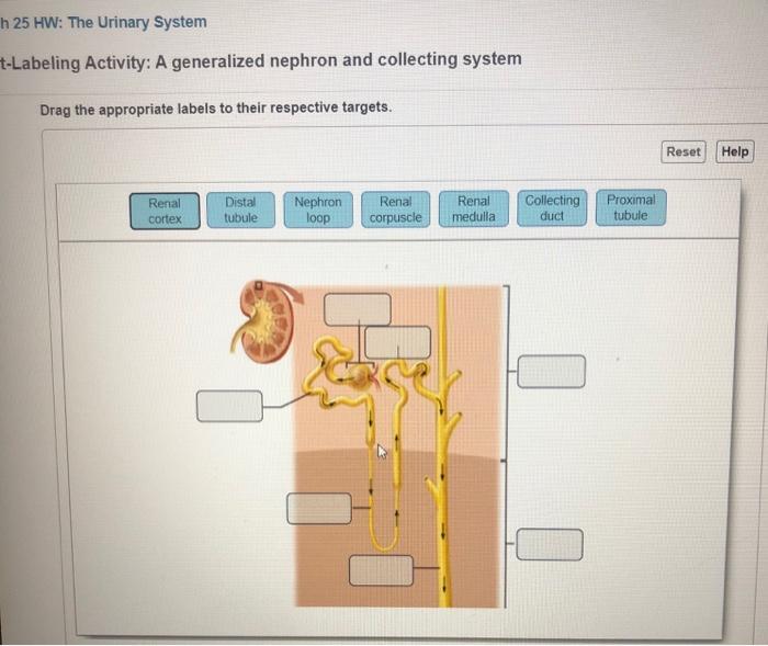 Solved h 25 HW: The Urinary System t-Labeling Activity: A | Chegg.com