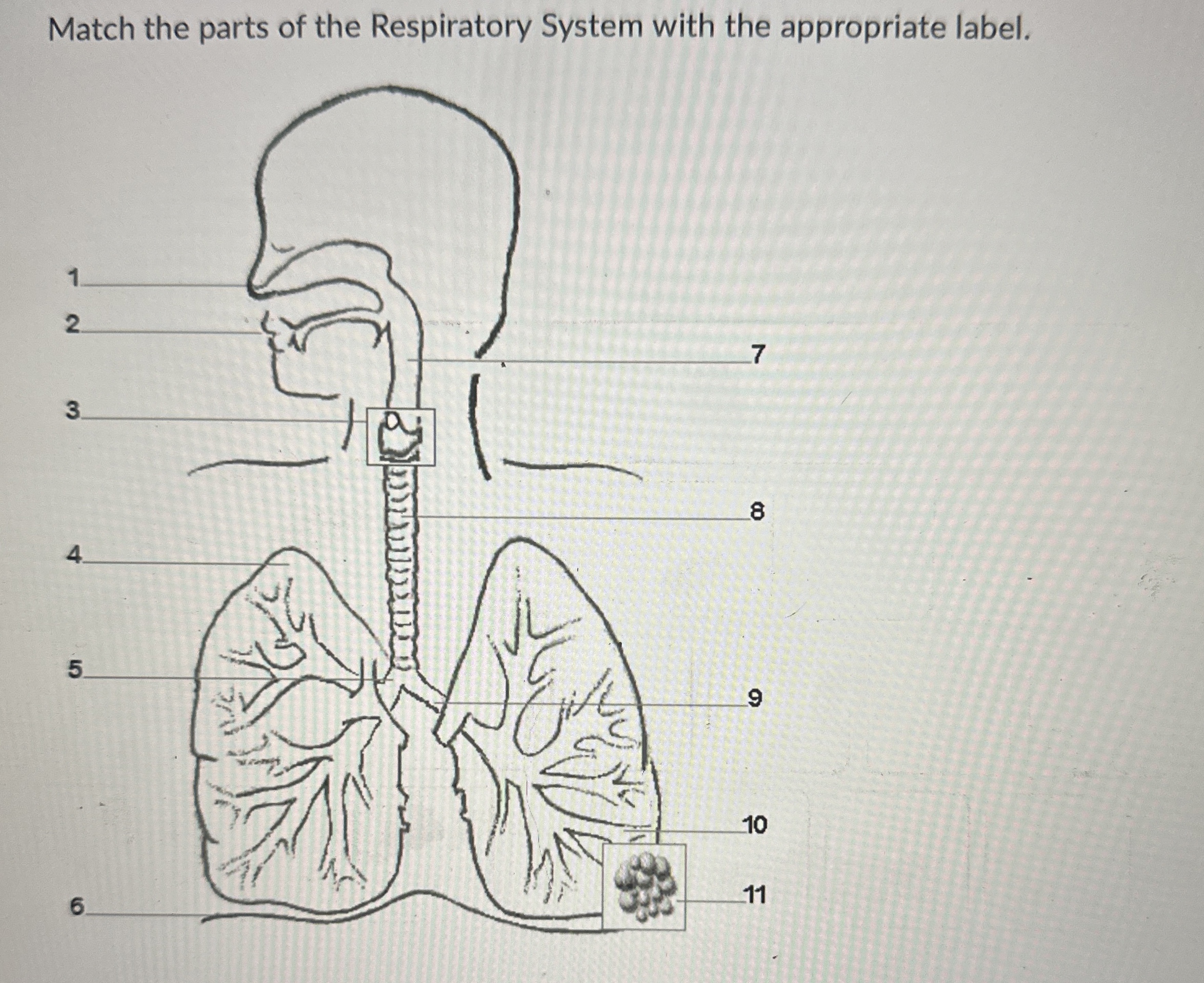 Solved Match the parts of the Respiratory System with the | Chegg.com