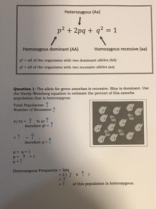 Solved The Hardy Weinberg Equation Biology Live Lesson | Chegg.com