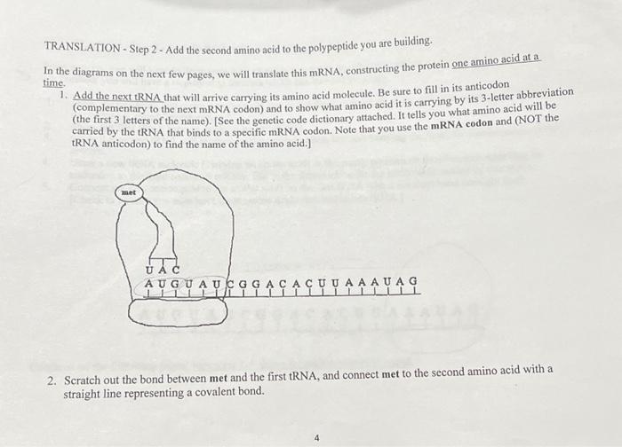 TRANSLATION-Step 2 - Add the second amino acid to the | Chegg.com