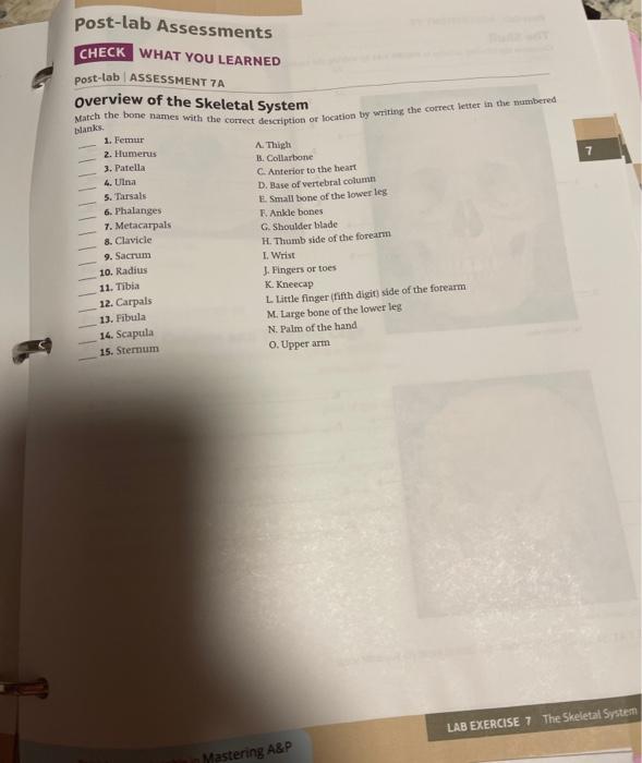 Solved post-lab Assessments CHECK WHAT YOU LEARNED post-lab | Chegg.com