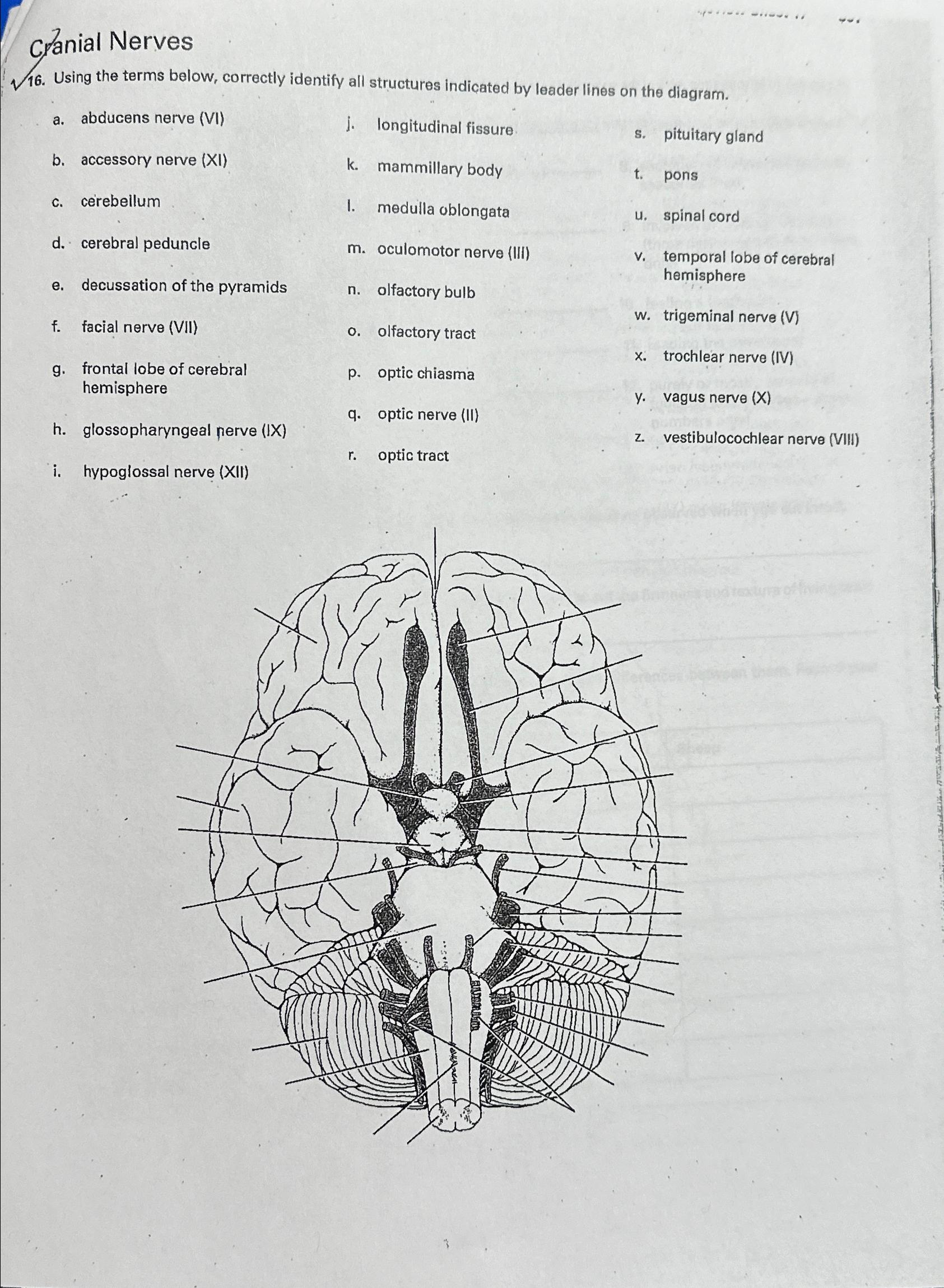 Solved Cranial Nerves16. ﻿Using the terms below, correctly | Chegg.com