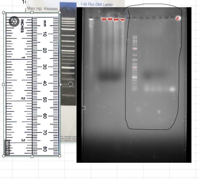 Solved Attach a standard curve plot of 1k plus DNA Ladder | Chegg.com