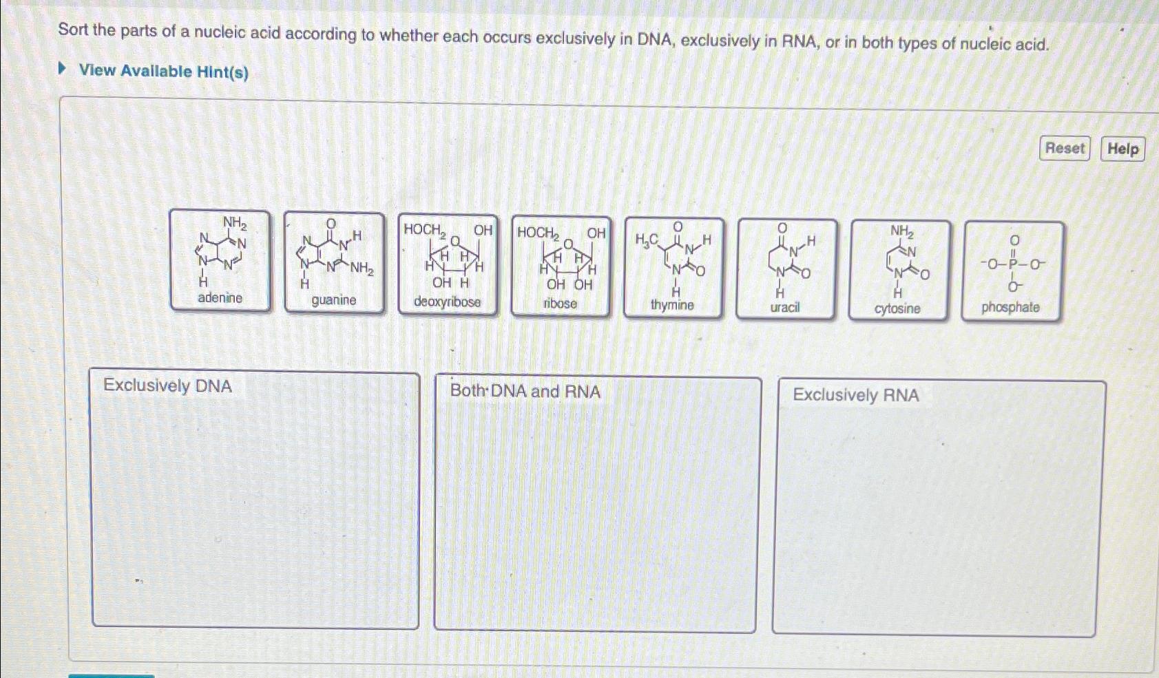 Solved Sort the parts of a nucleic acid according to whether | Chegg.com
