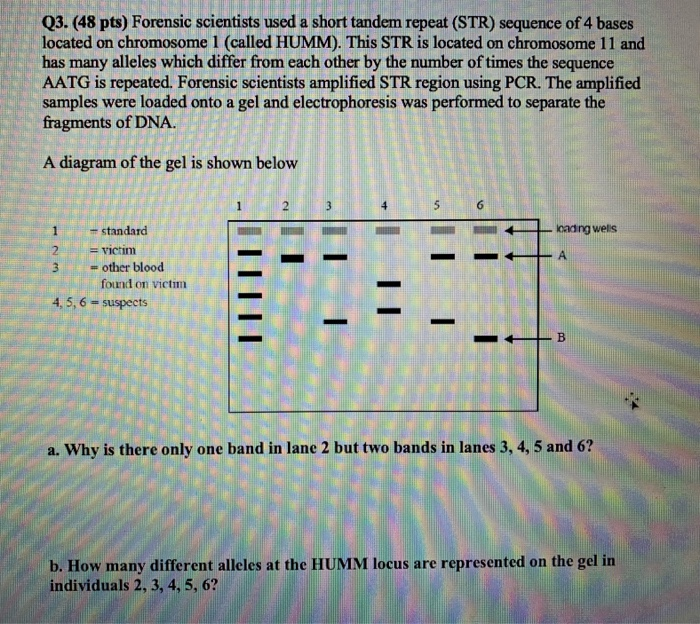 Solved 03. (48 pts) Forensic scientists used a short tandem | Chegg.com