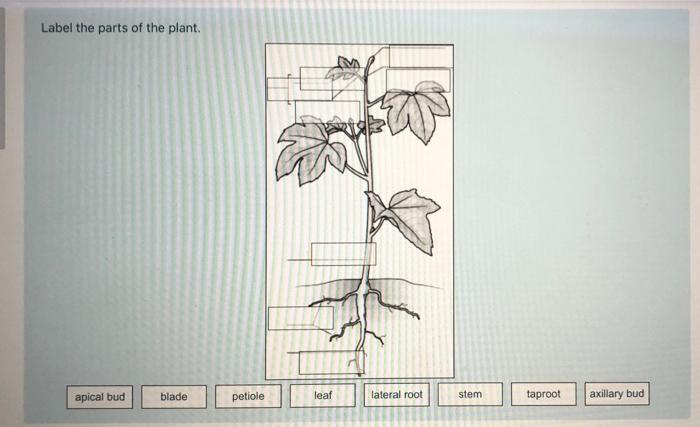 Solved Label the parts of the plant. a blade apical bud | Chegg.com Solved Label the parts of the plant. a blade apical bud | Chegg.com