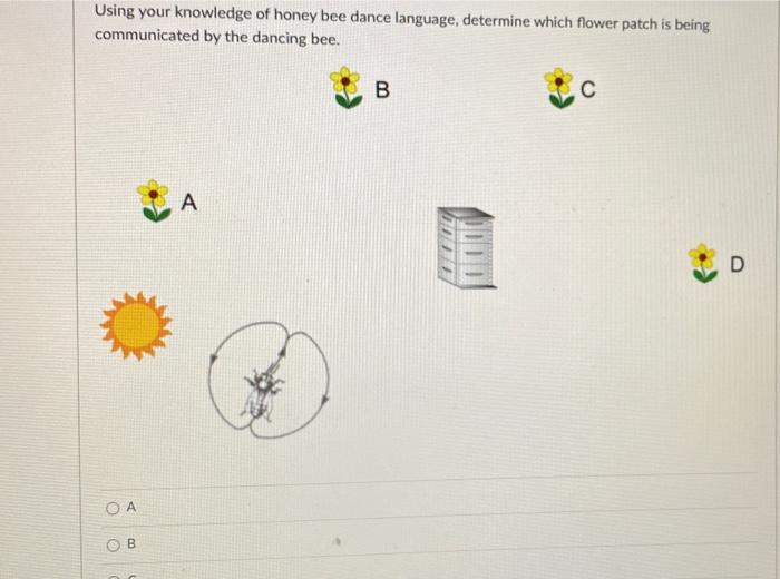 Solved Using your knowledge of honey bee dance language, | Chegg.com