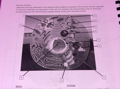 Solved Practice Problem:Label the structure indicated on the | Chegg.com