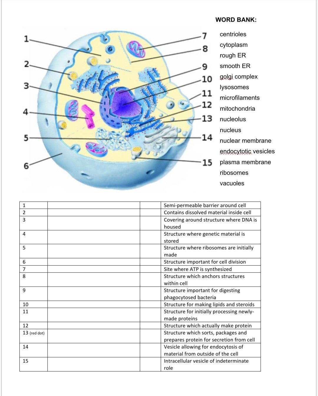 Solved WORD BANK: 1 2 3 7 centrioles 8 cytoplasm rough ER 9 | Chegg.com