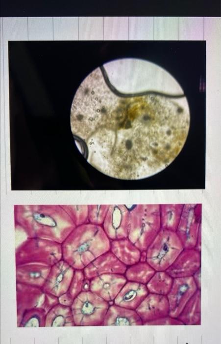 Solved Pear Sclereids identify sclereids identify the | Chegg.com