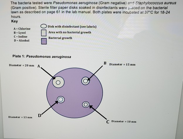 Solved The bacteria tested were Pseudomonas aeruginosa (Gram | Chegg.com