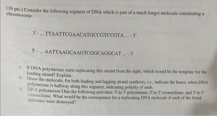 Solved (16 pts.) Consider the following segment of DNA which | Chegg.com