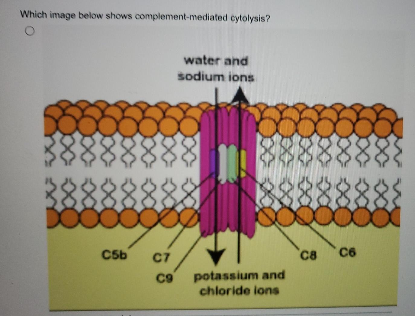 Solved Which image below shows complement-mediated | Chegg.com
