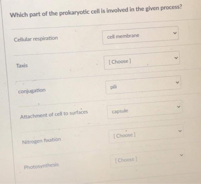 Solved Which part of the prokaryotic cell is involved in the | Chegg.com