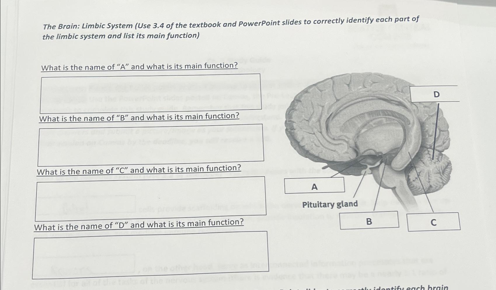 Solved The Brain: Limbic System (Use 3.4 ﻿of the textbook | Chegg.com