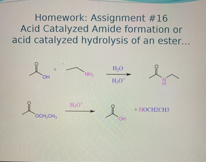 Solved Homework: Assignment #16 Acid Catalyzed Amide | Chegg.com