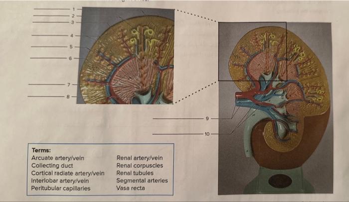 Solved label please!! | Chegg.com