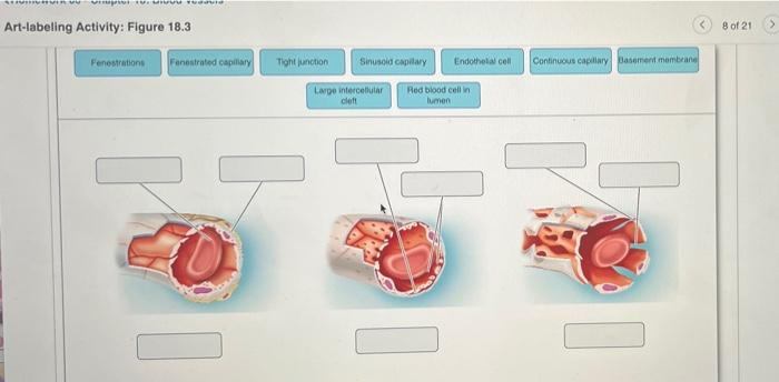 Solved Svin 1. Vedavis Art-labeling Activity: Figure 18.3 | Chegg.com