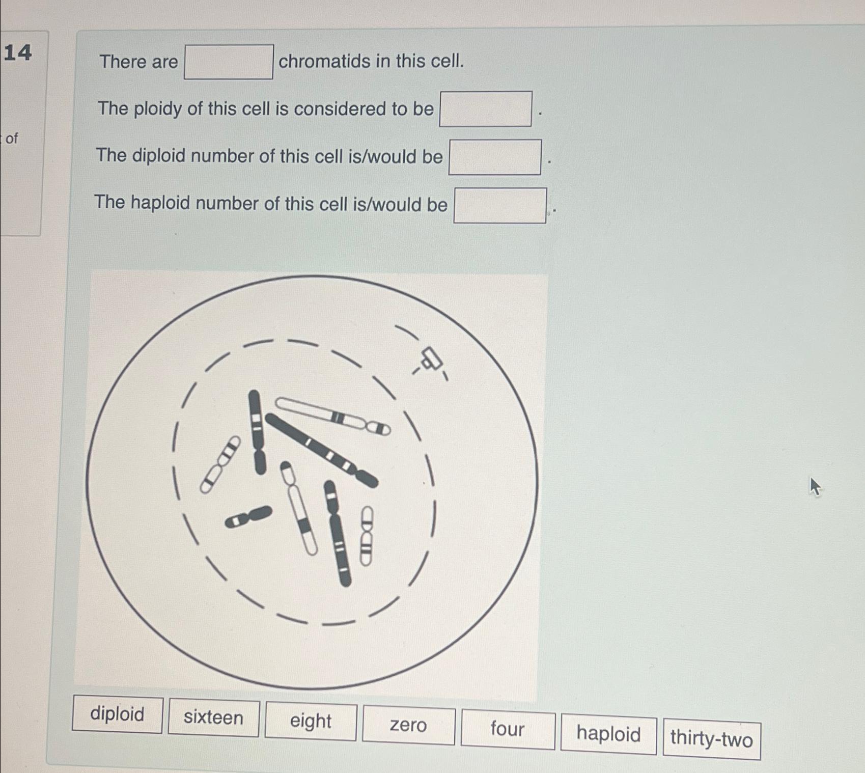 Solved 14 ﻿There are chromatids in this cell.The ploidy of | Chegg.com
