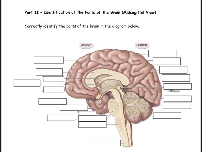 Solved Part II - Identification of the Parts of the Brain | Chegg.com