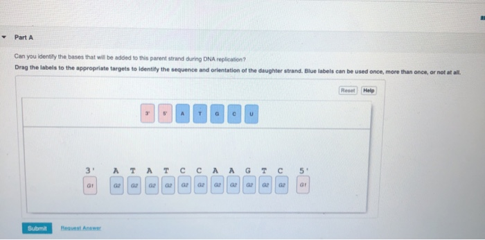 Solved Part B - Comparing RNA and DNA Sort the parts of a | Chegg.com