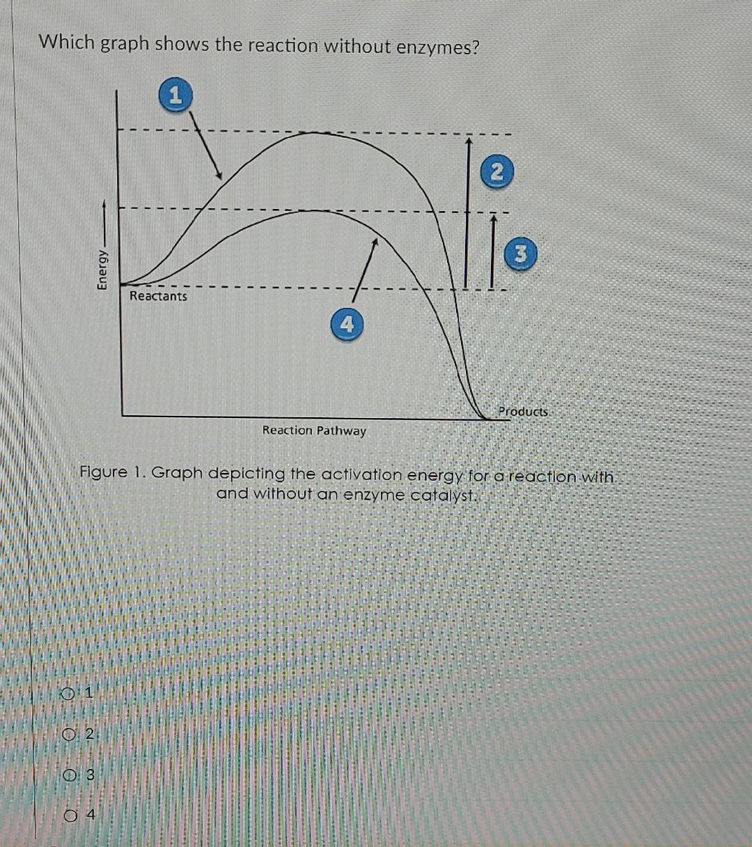 Solved Which graph shows the reaction without enzymes? 1 2 - | Chegg.com