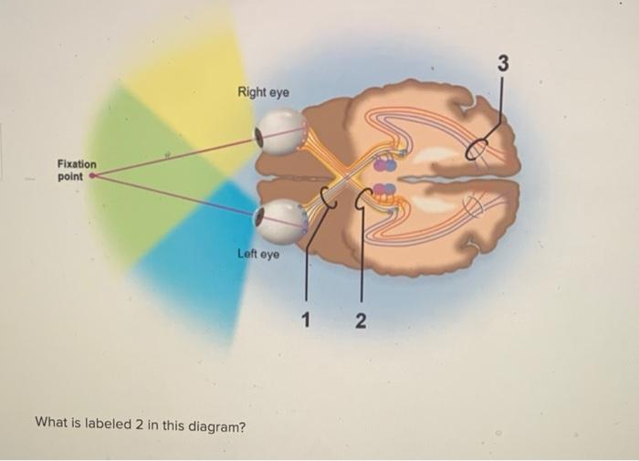 Solved 3 Right eye Fixation point Left eye 1 2 What is | Chegg.com