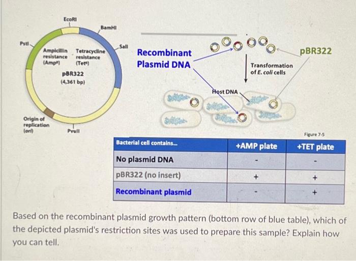 Solved Based on the recombinant plasmid growth pattern | Chegg.com