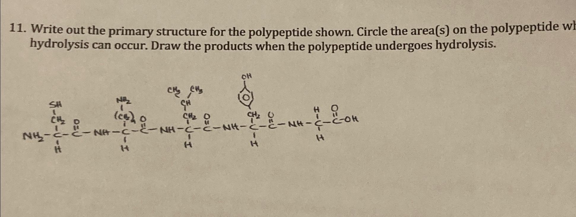 Solved Write out the primary structure for the polypeptide | Chegg.com