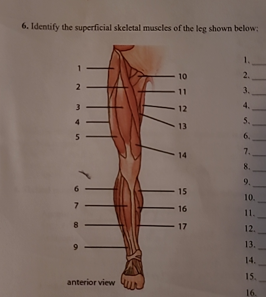 Solved Identify the superficial skeletal muscles of the leg | Chegg.com
