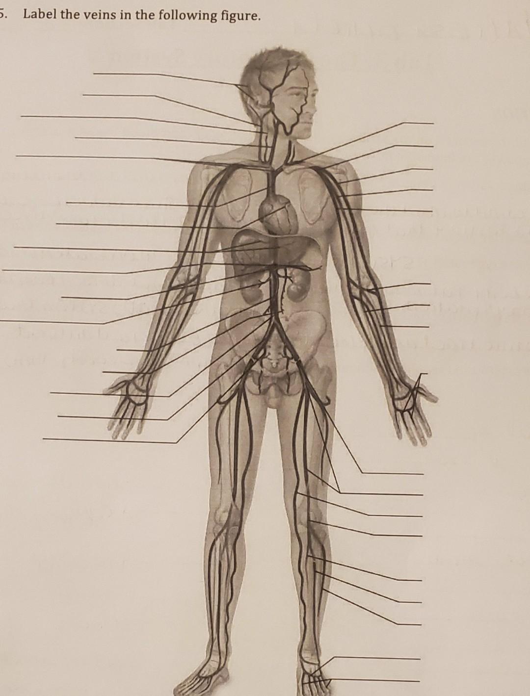 Solved Label the veins in the following figure. I ahal | Chegg.com