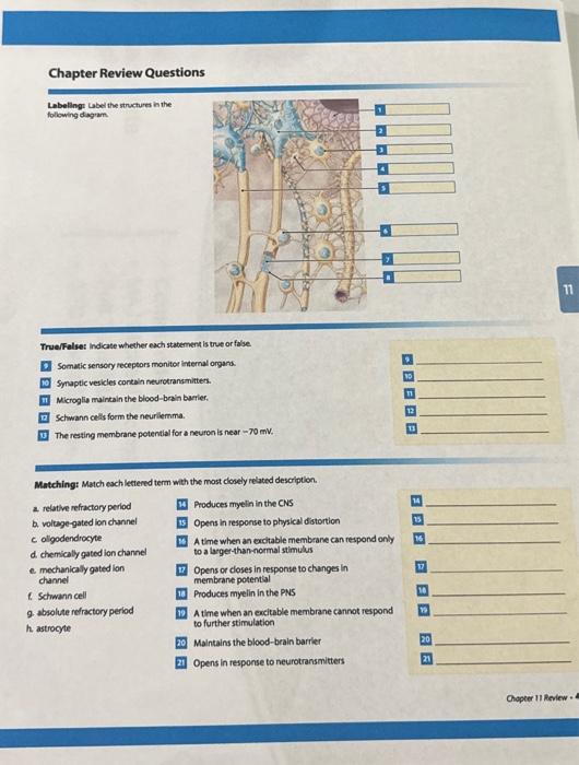Solved Chapter Review Questions Labeling: Label the | Chegg.com