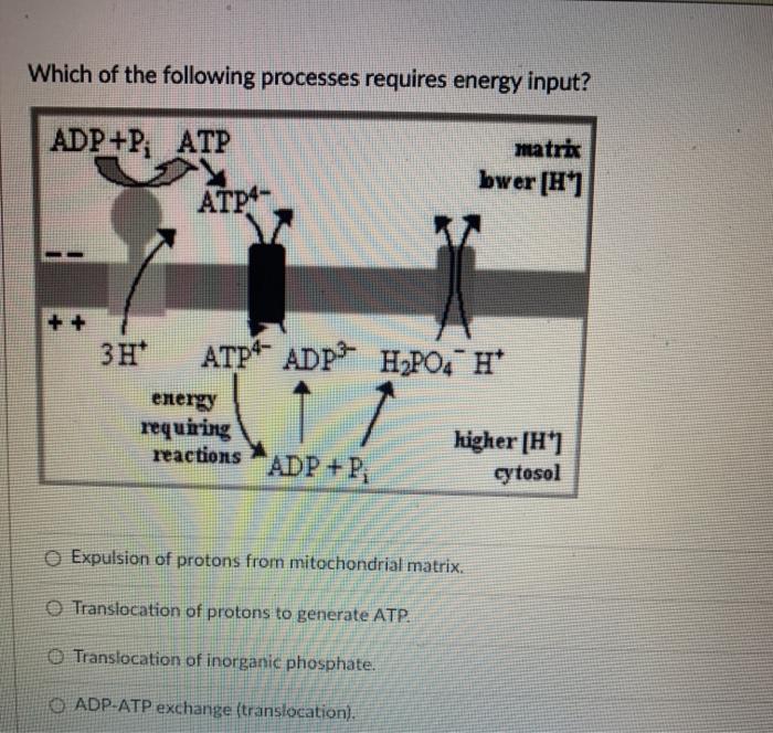 Solved Which of the following processes requires energy | Chegg.com