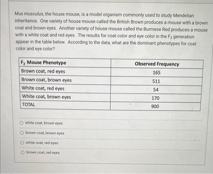 Solved Mus musculus, the house mouse, is a model organism | Chegg.com