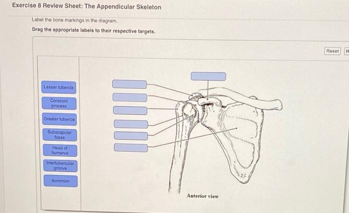 Solved Exercise 8 Review Sheet: The Appendicular Skeleton | Chegg.com