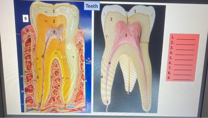 Solved - ஸ்ம ம் * Teeth | Chegg.com