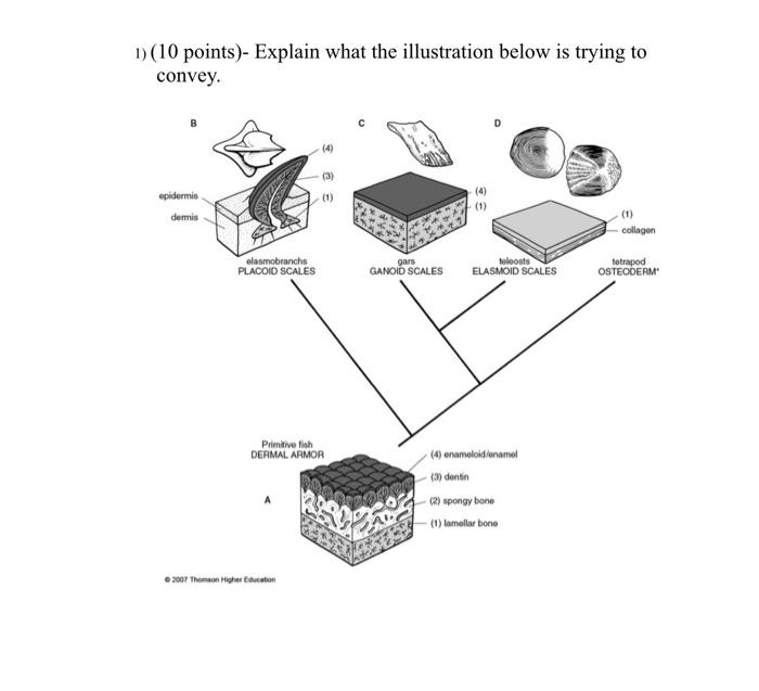 Solved 1) (10 points)- Explain what the illustration below | Chegg.com
